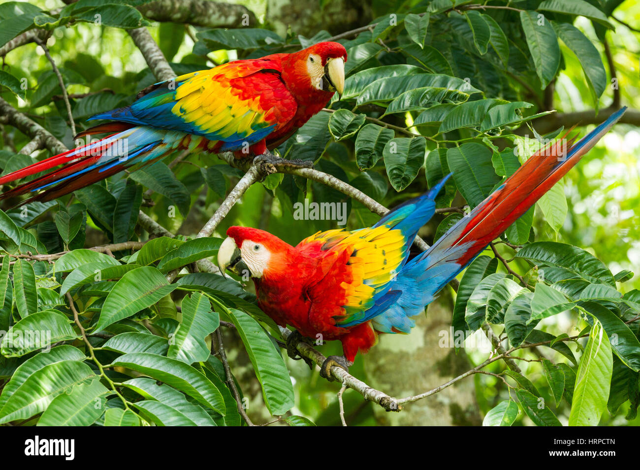 Mexico nicaragua panama and venezuela High Resolution Stock Photography ...