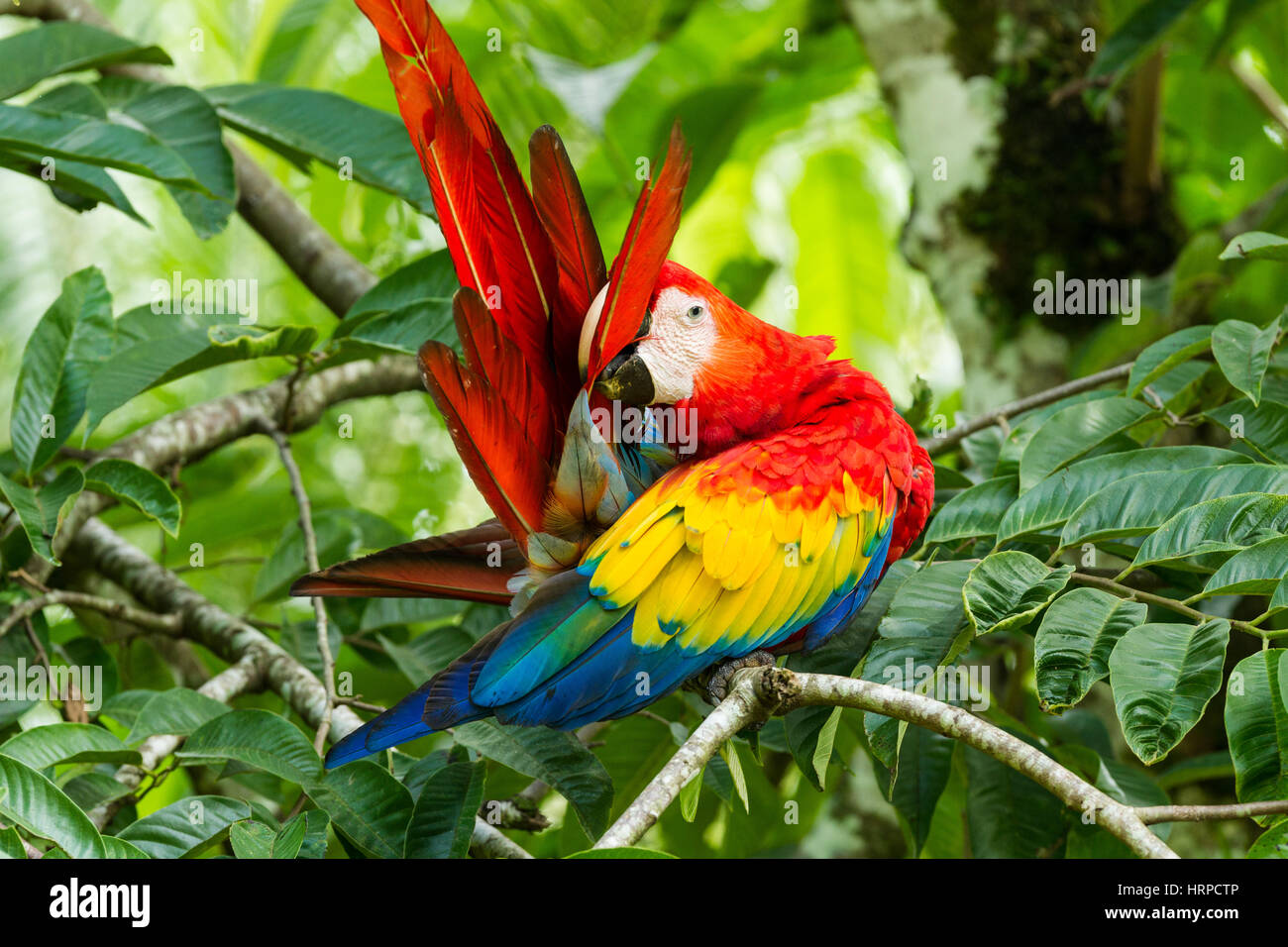 The Scarlet Macaw, Ara macao, is a large, colorful parrot found from ...