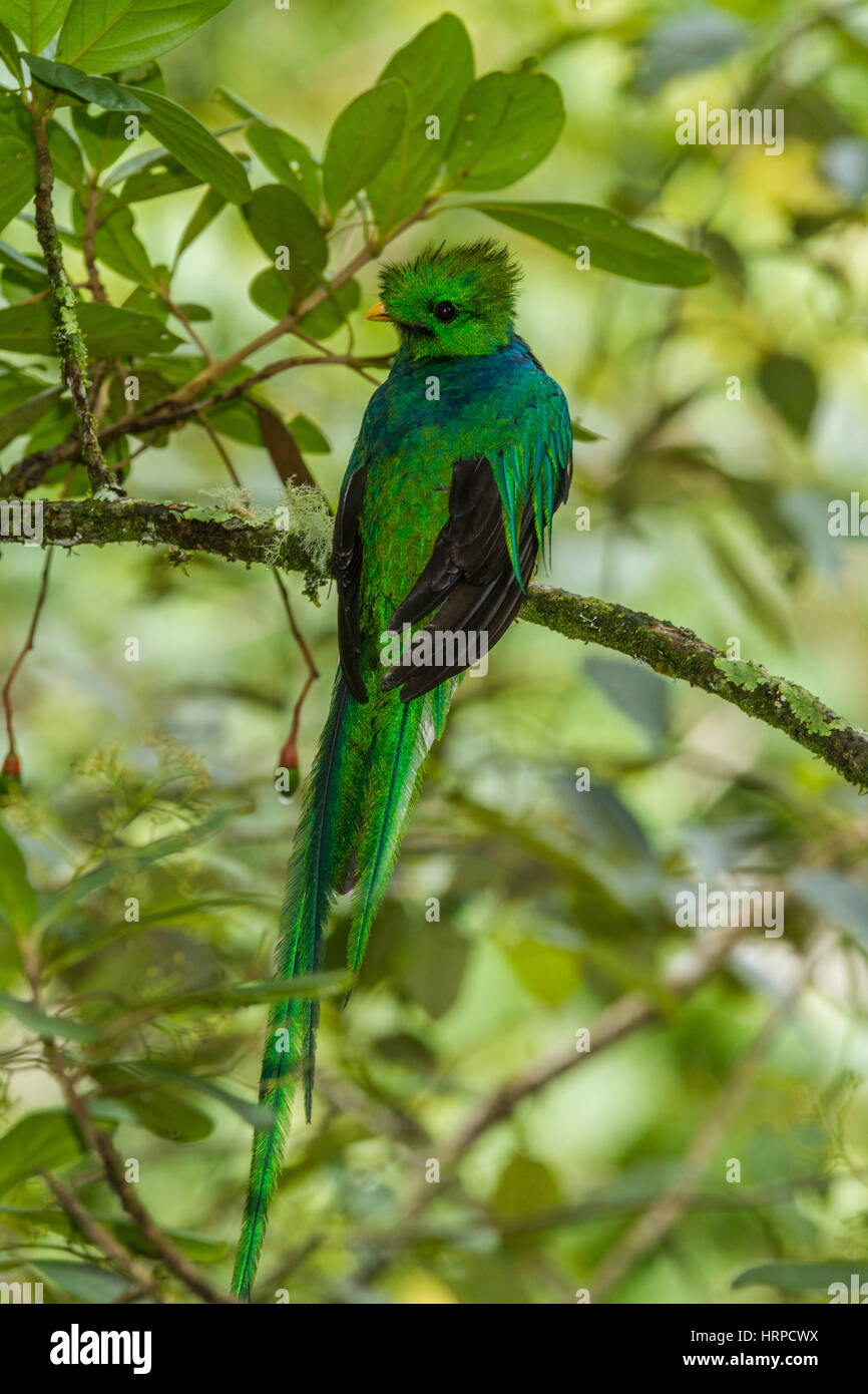 The Resplendent Quetzal, Pharomachrus mocinno, was the sacred bird of ...