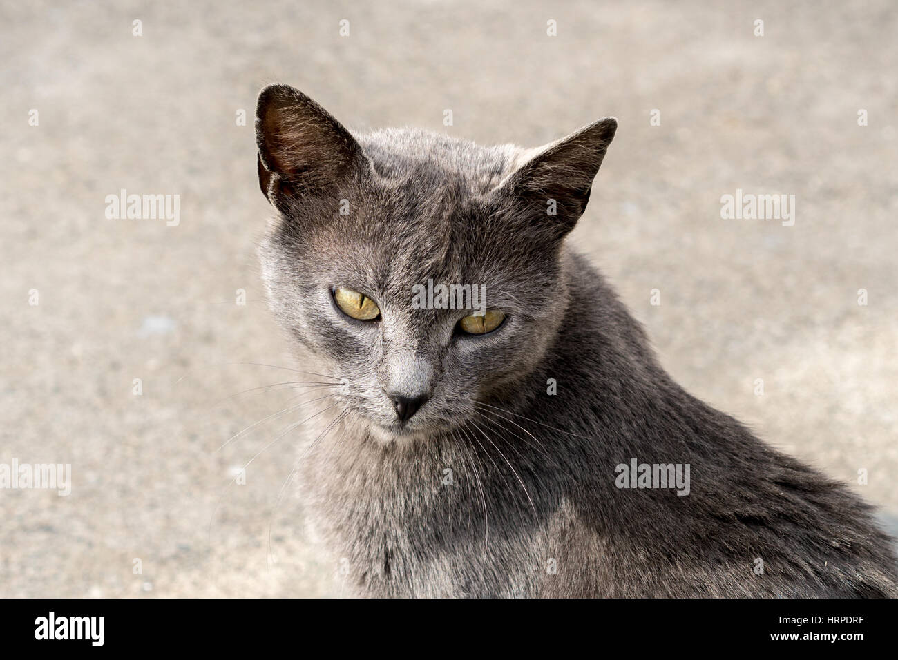 Old gray cat hi-res stock photography and images - Alamy