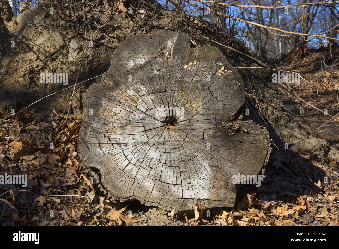Cross section of an old tree trunk in Prospect Park, Brooklyn, New York ...