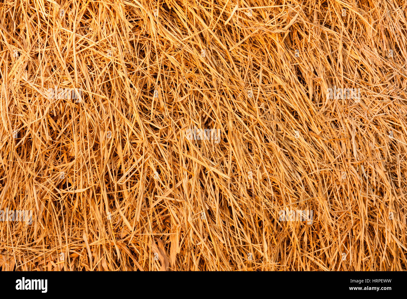 Dried straw post harvest Stock Photo - Alamy