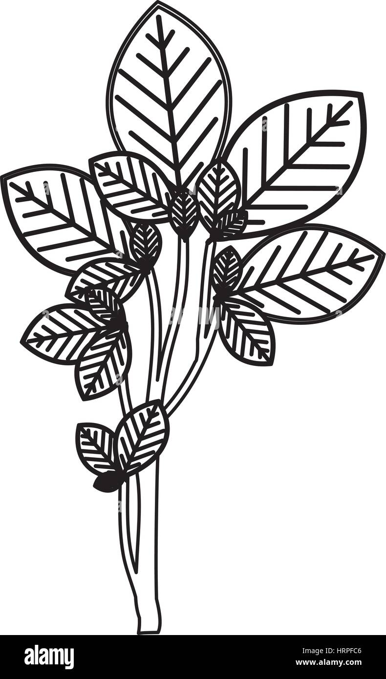sketch silhouette ramifications with oval leaves nature icon Stock ...