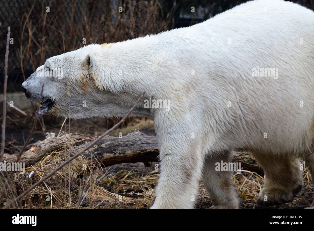 Large adult brown bear walking hi-res stock photography and images - Alamy