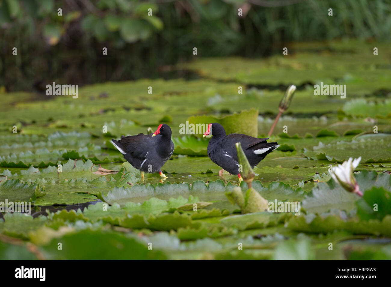Common Gallinule (Gallinula galeata Stock Photo - Alamy