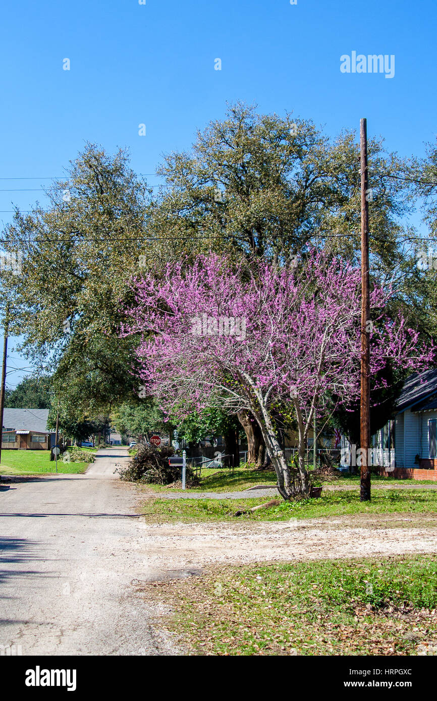 A redbud tree at the crossroads of two pathways Stock Photo - Alamy