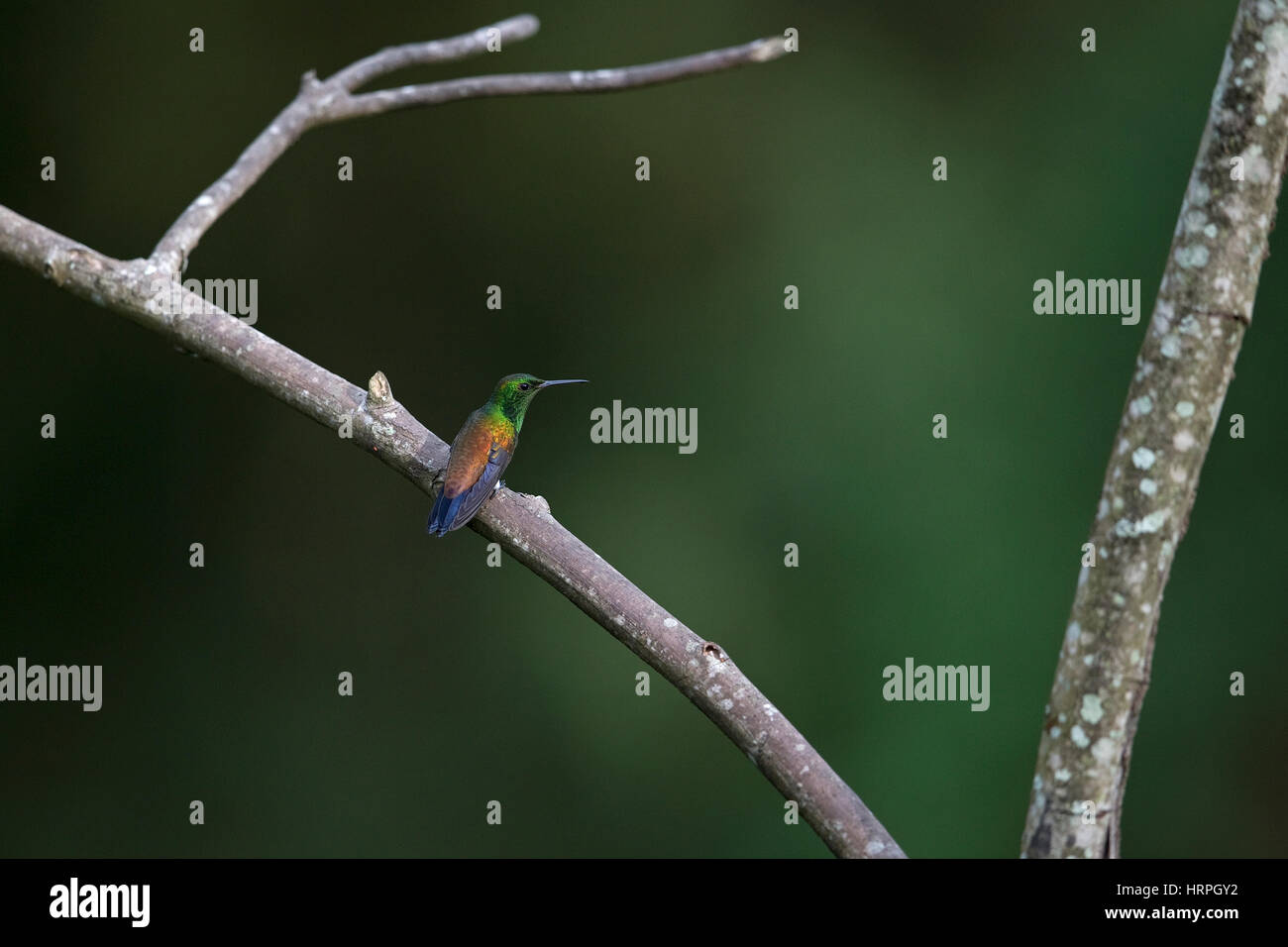 Copper-rumped Hummingbird (Saucerrotia tobaci Stock Photo - Alamy