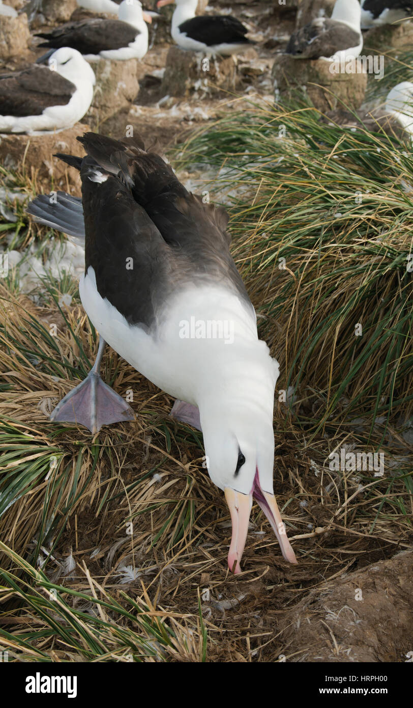 Black-browed Albatross, (Thalassarche melanophris) Collecting nesting ...