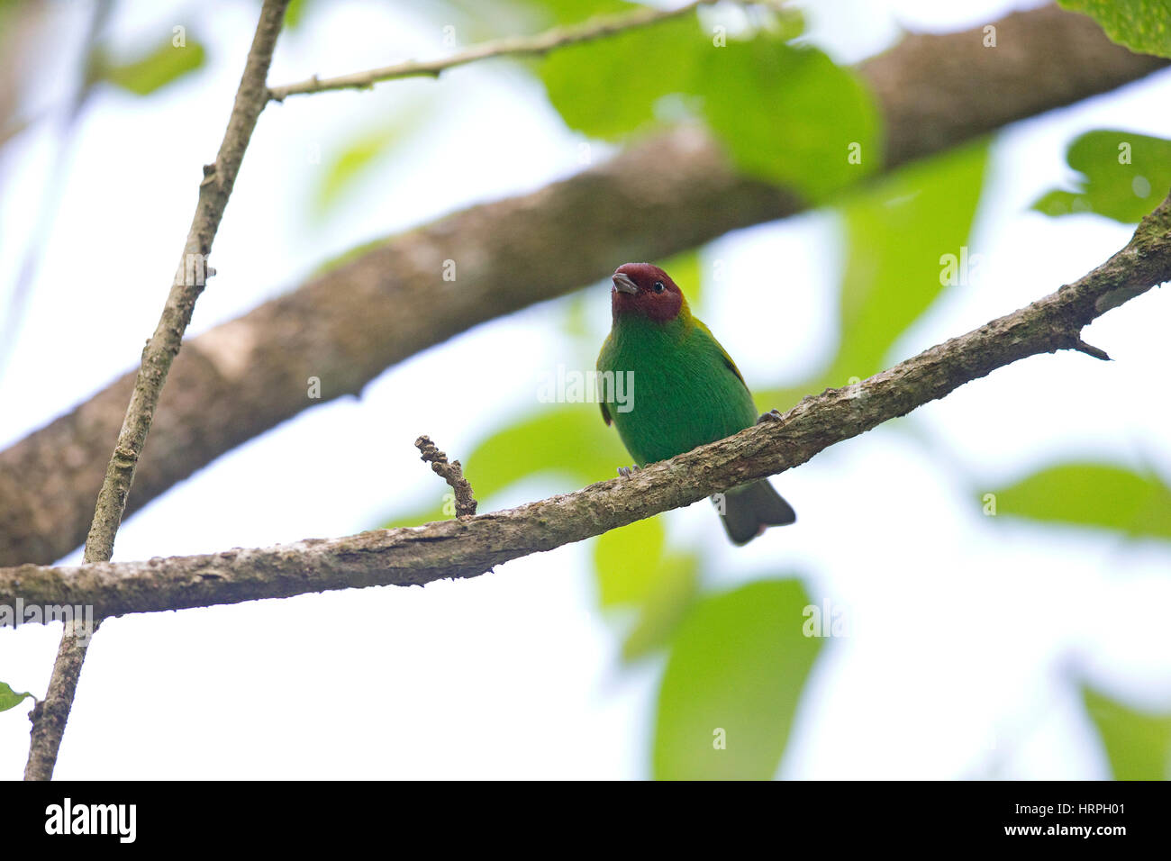 Tangara bird hi-res stock photography and images - Alamy