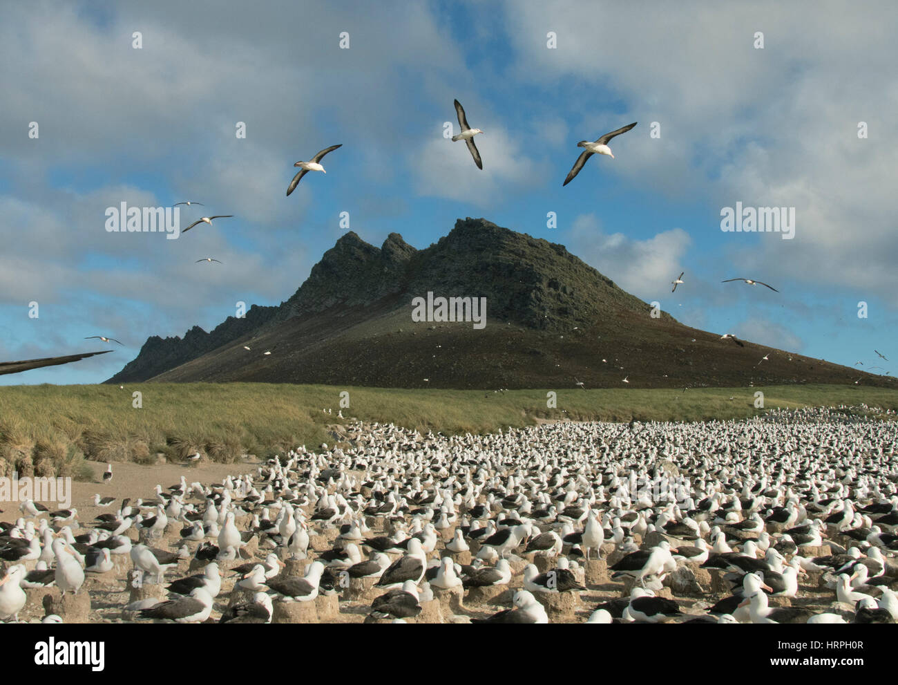 Black-browed Albatross, (Thalassarche melanophris) soaring over nesting ...