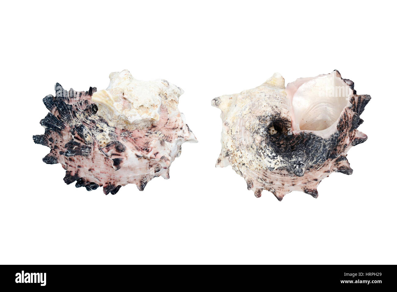 Black and white Sea shells isolated on white with clipping path Stock ...