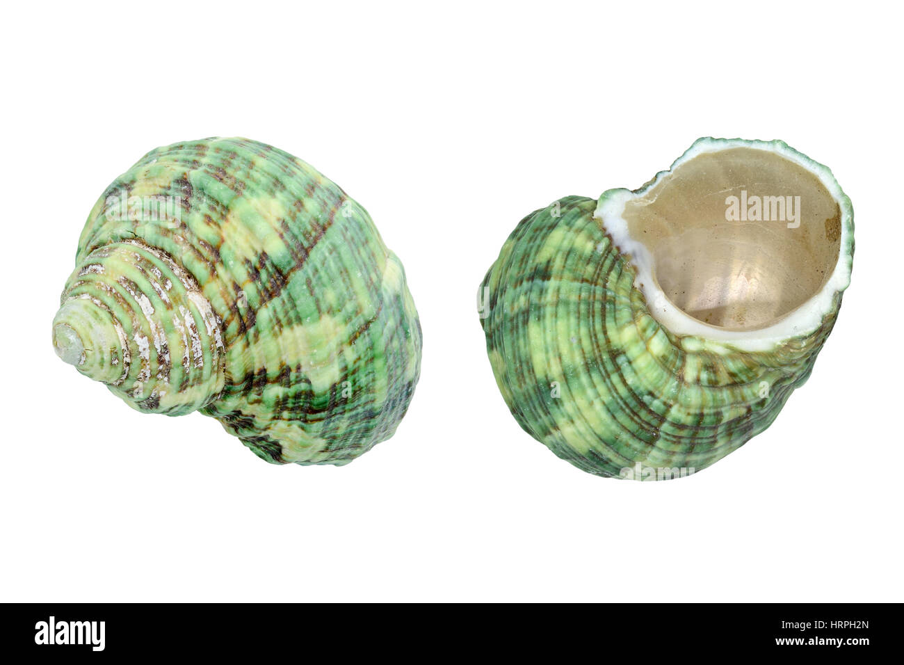 Green Sea shells isolated on white with clipping path Stock Photo - Alamy