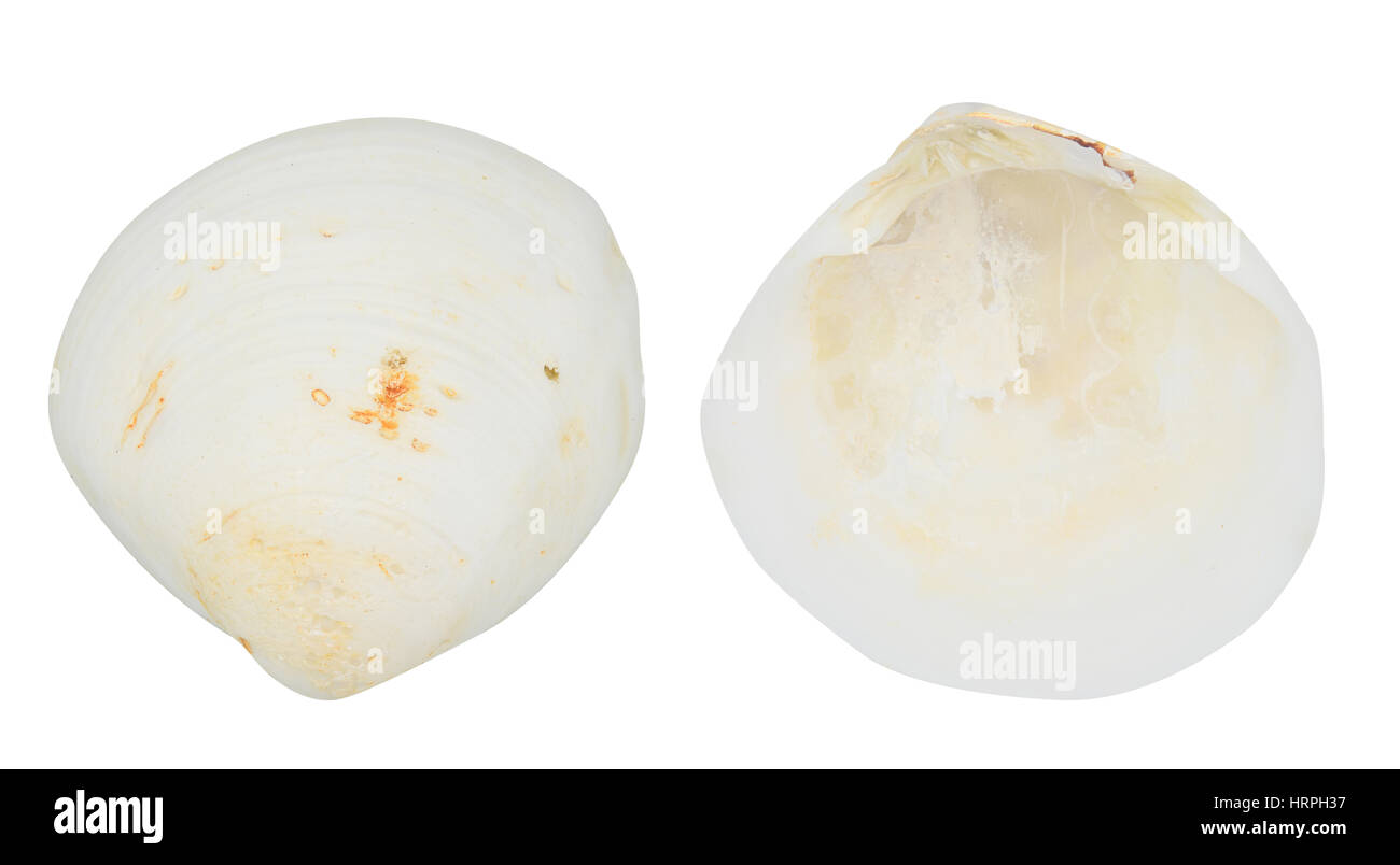 White Sea shells isolated on white with clipping path Stock Photo - Alamy