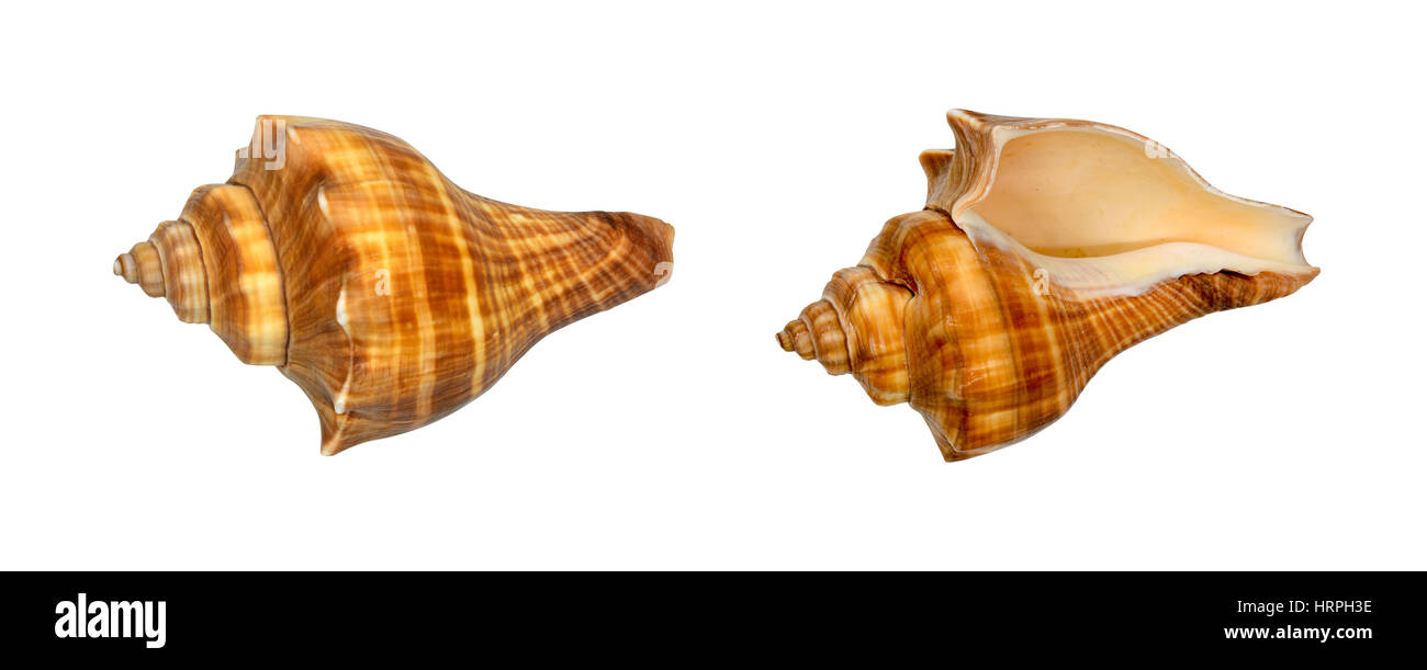 Brown and orange Sea shells isolated on white with clipping path Stock ...