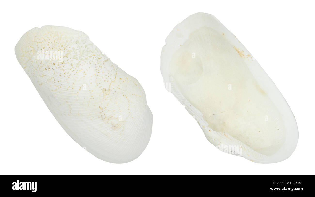 White Sea shells isolated on white with clipping path Stock Photo - Alamy