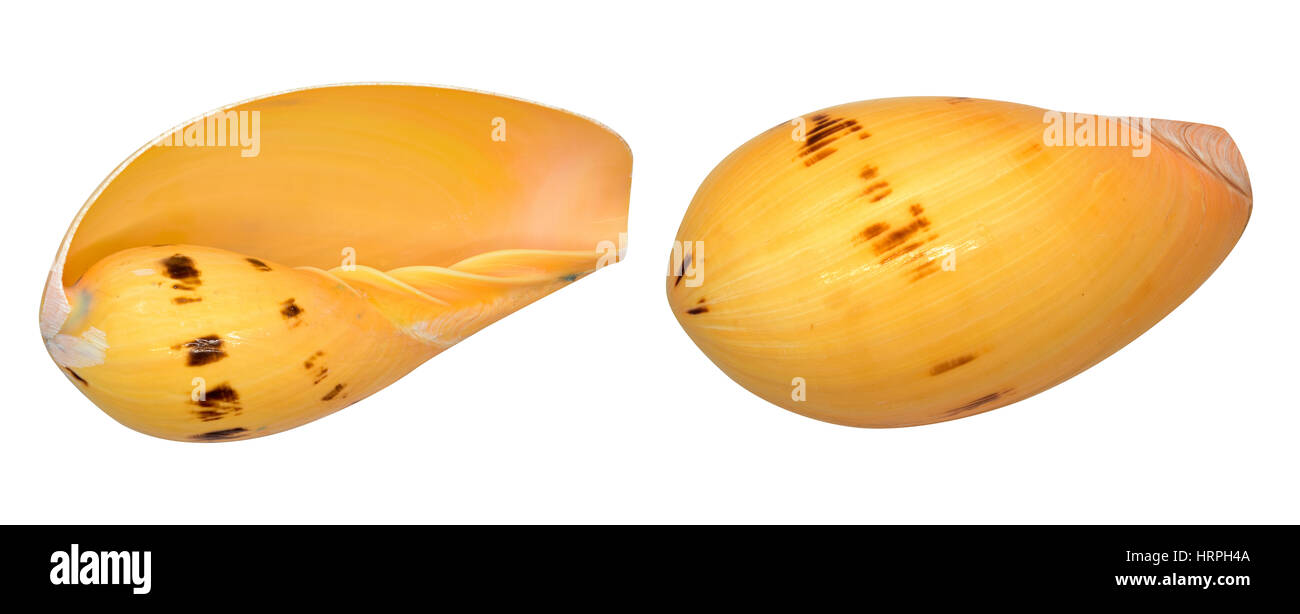 Yellow Sea shells isolated on white with clipping path Stock Photo - Alamy