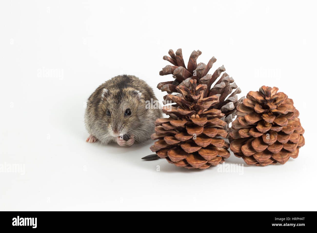 The hamster with pine cone on white background Stock Photo - Alamy