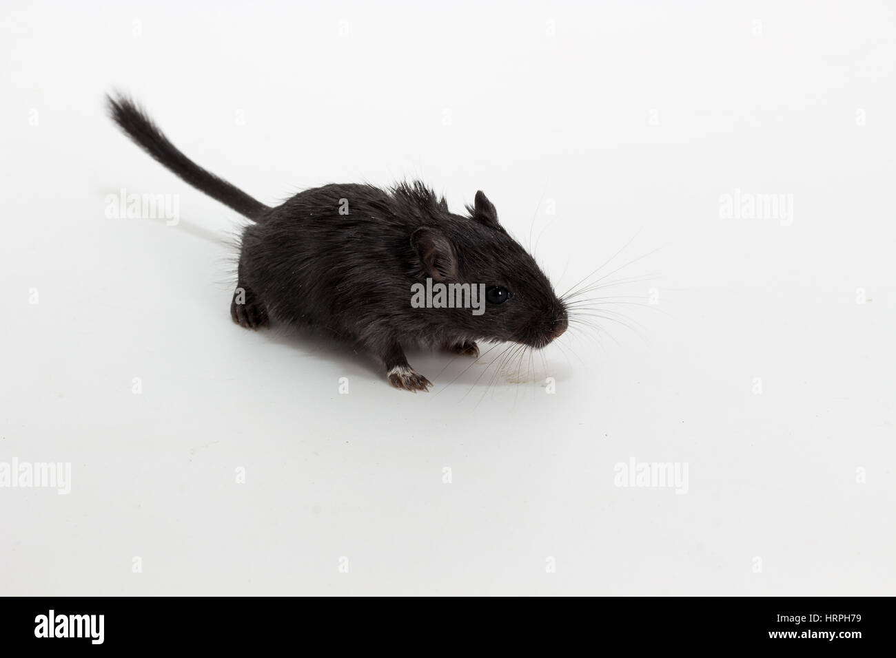 Litter Mongolian gerbil, Desert Rat on white background Stock Photo - Alamy