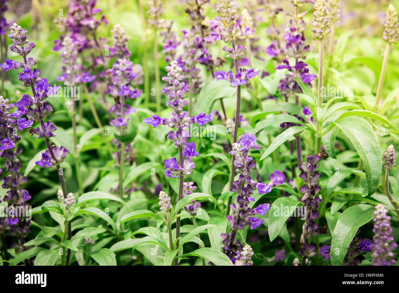 abstract violet flowers on field Stock Photo - Alamy