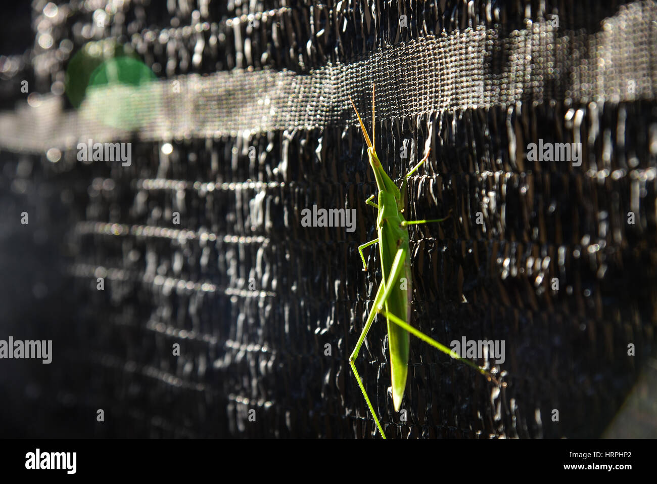 Fall field cricket insect hi-res stock photography and images - Alamy