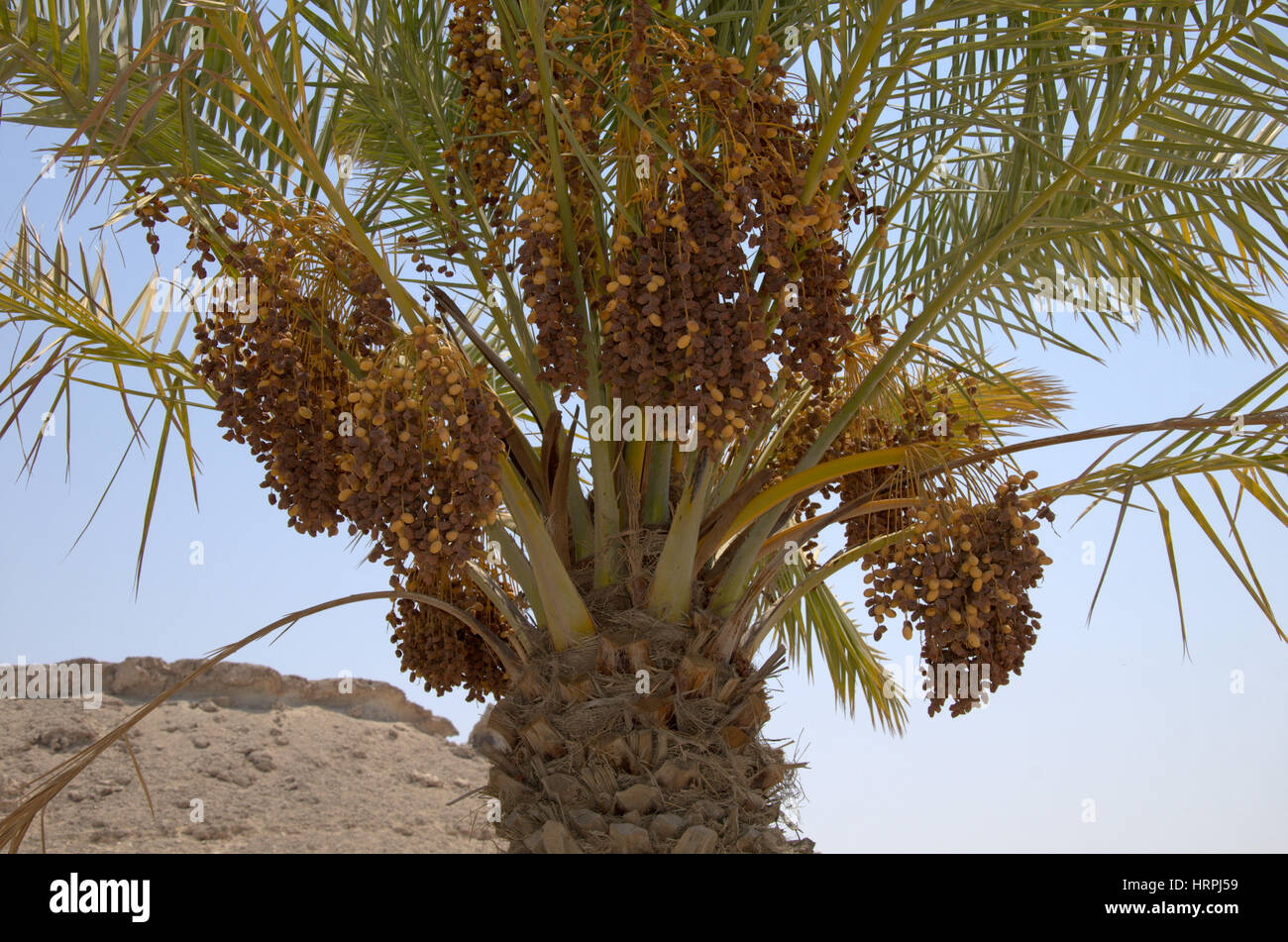 Date palm with dates Stock Photo - Alamy