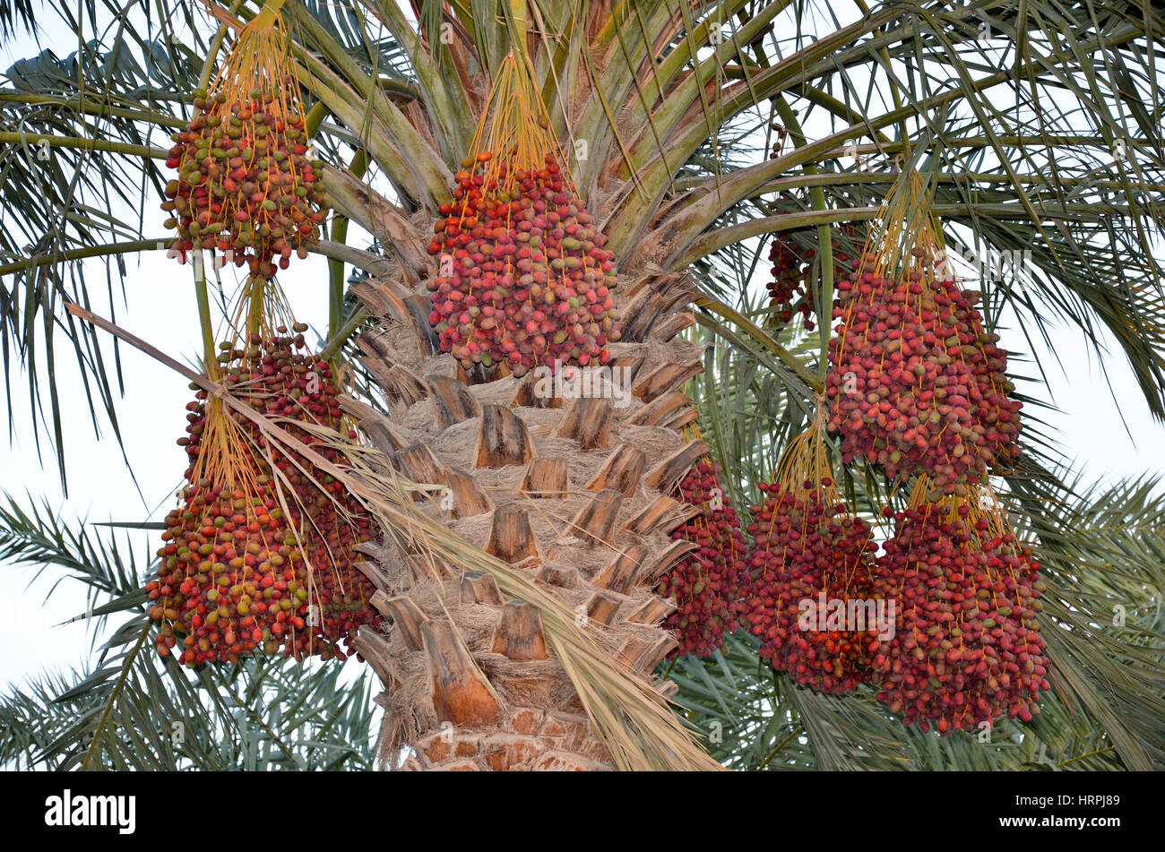 Date palm with dates Stock Photo - Alamy