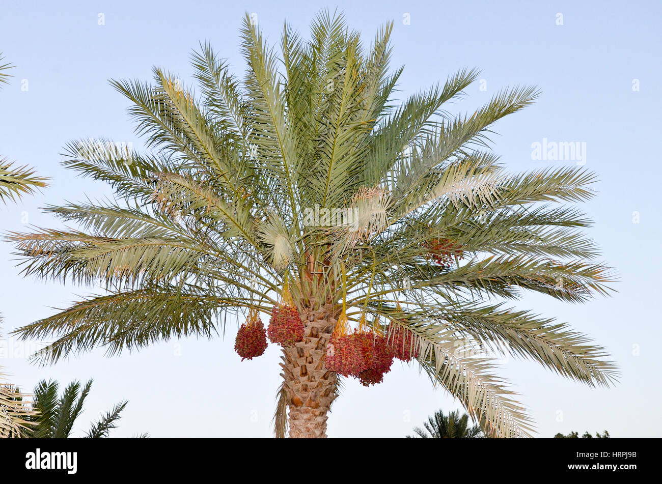 Date palm with dates Stock Photo - Alamy