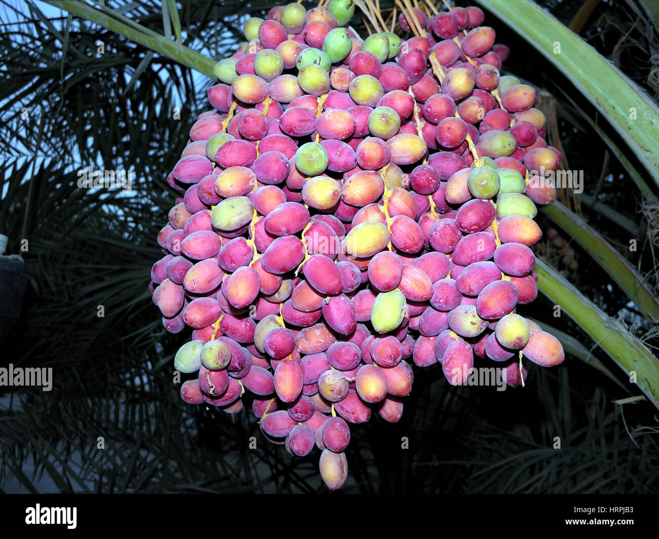 Date palm with dates Stock Photo - Alamy