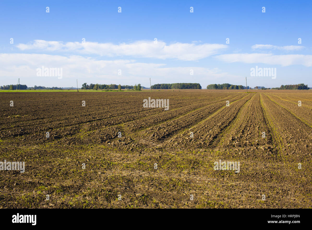 plowed field with sprouts Stock Photo - Alamy