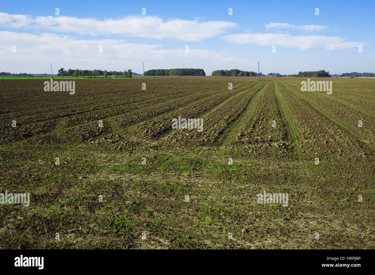 plowed field with sprouts Stock Photo - Alamy