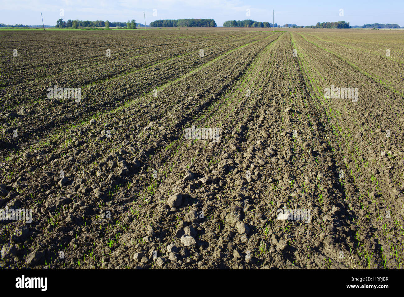 plowed field with sprouts Stock Photo - Alamy