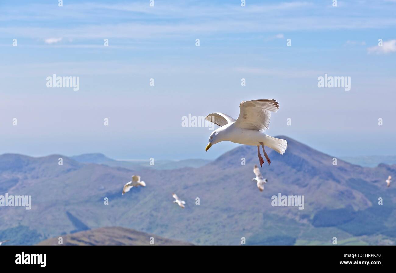 Summit Of Mount Snowdon High Resolution Stock Photography and Images ...