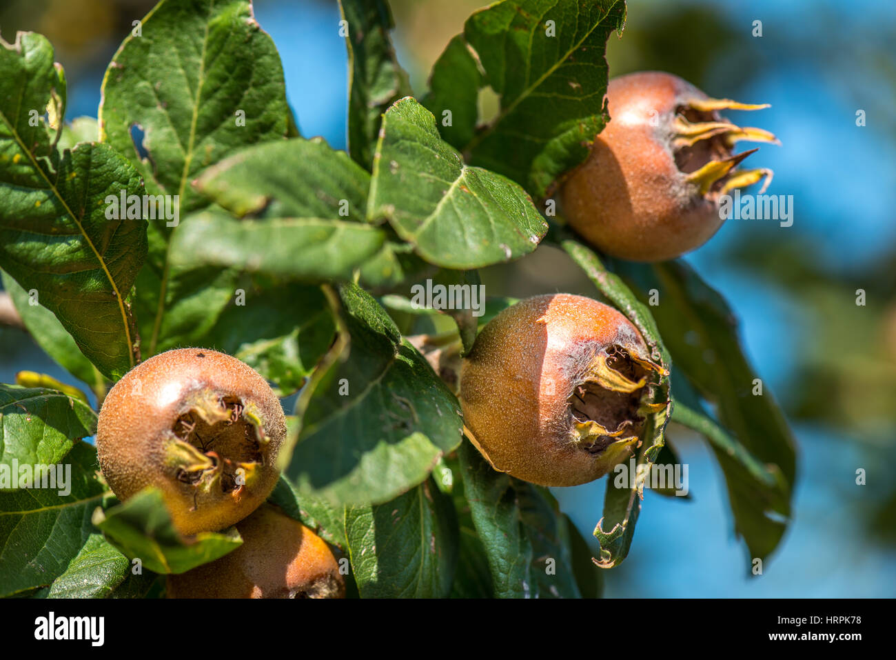Healthy Medlars in fruit tree Stock Photo - Alamy