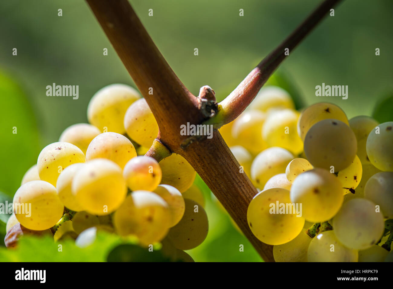 Gold Riesling grapes hang from the vine and colorful leaves Stock Photo ...