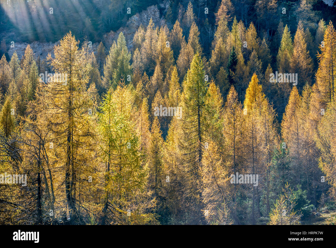 Spruce in Autumn Morning. Pine Trees with the Sun Shining in the Autumn ...
