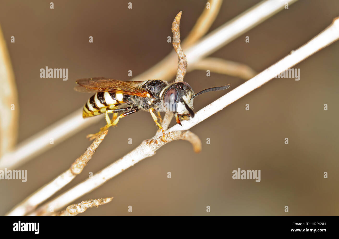 Beewolf wasp hi-res stock photography and images - Alamy