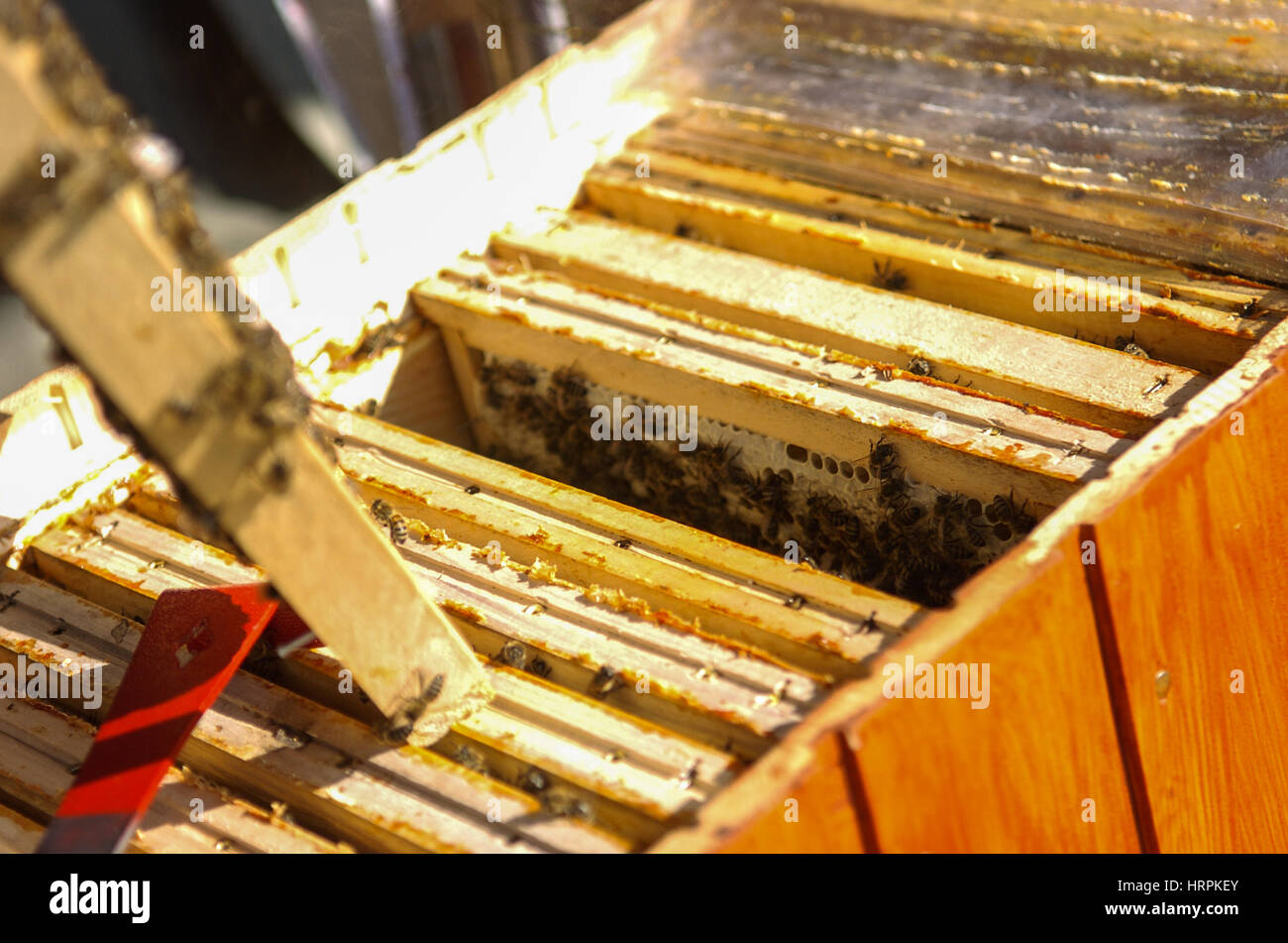 Bumblebees hive hi-res stock photography and images - Alamy