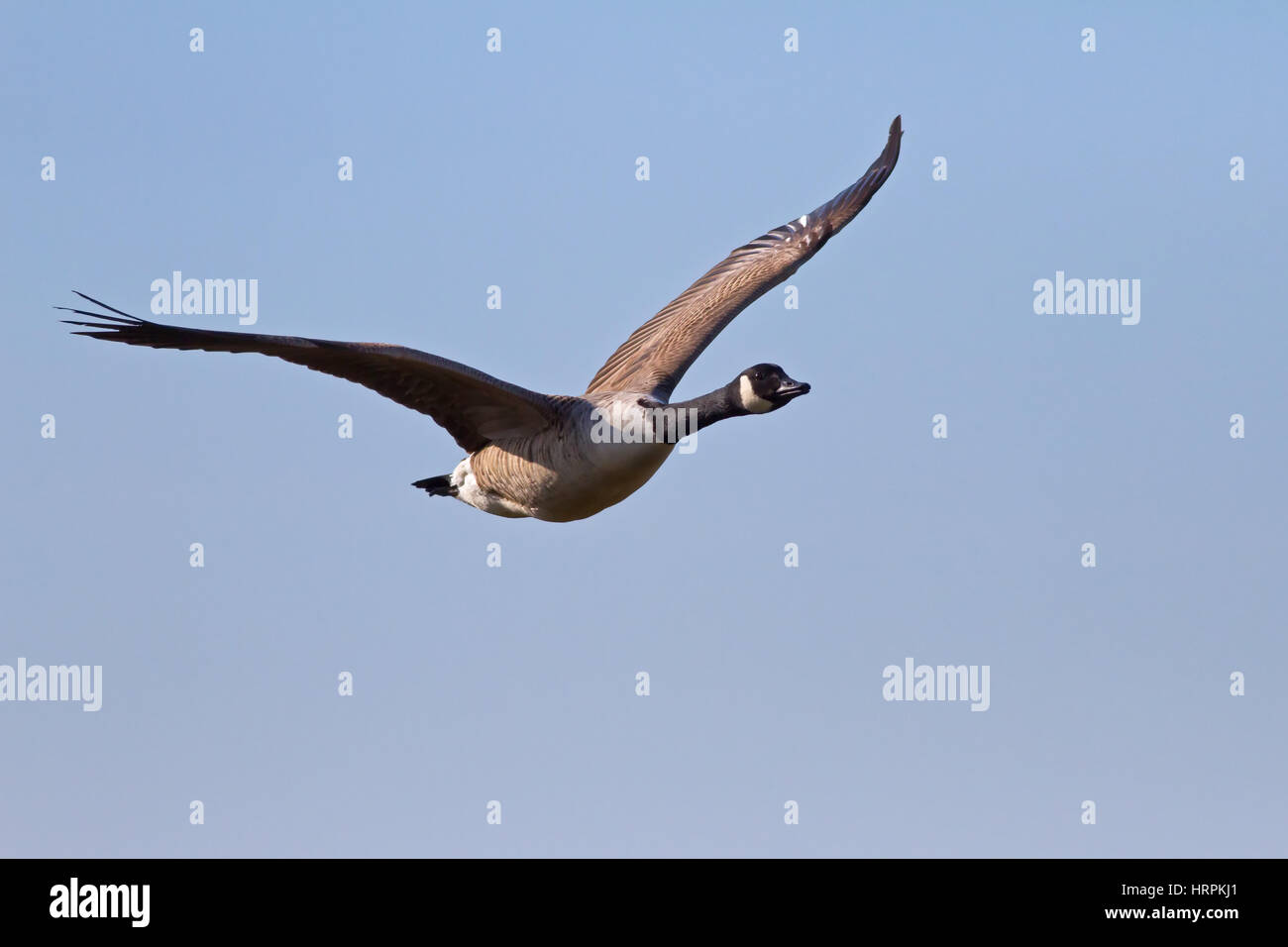 Close up canada geese flying hi-res stock photography and images - Alamy