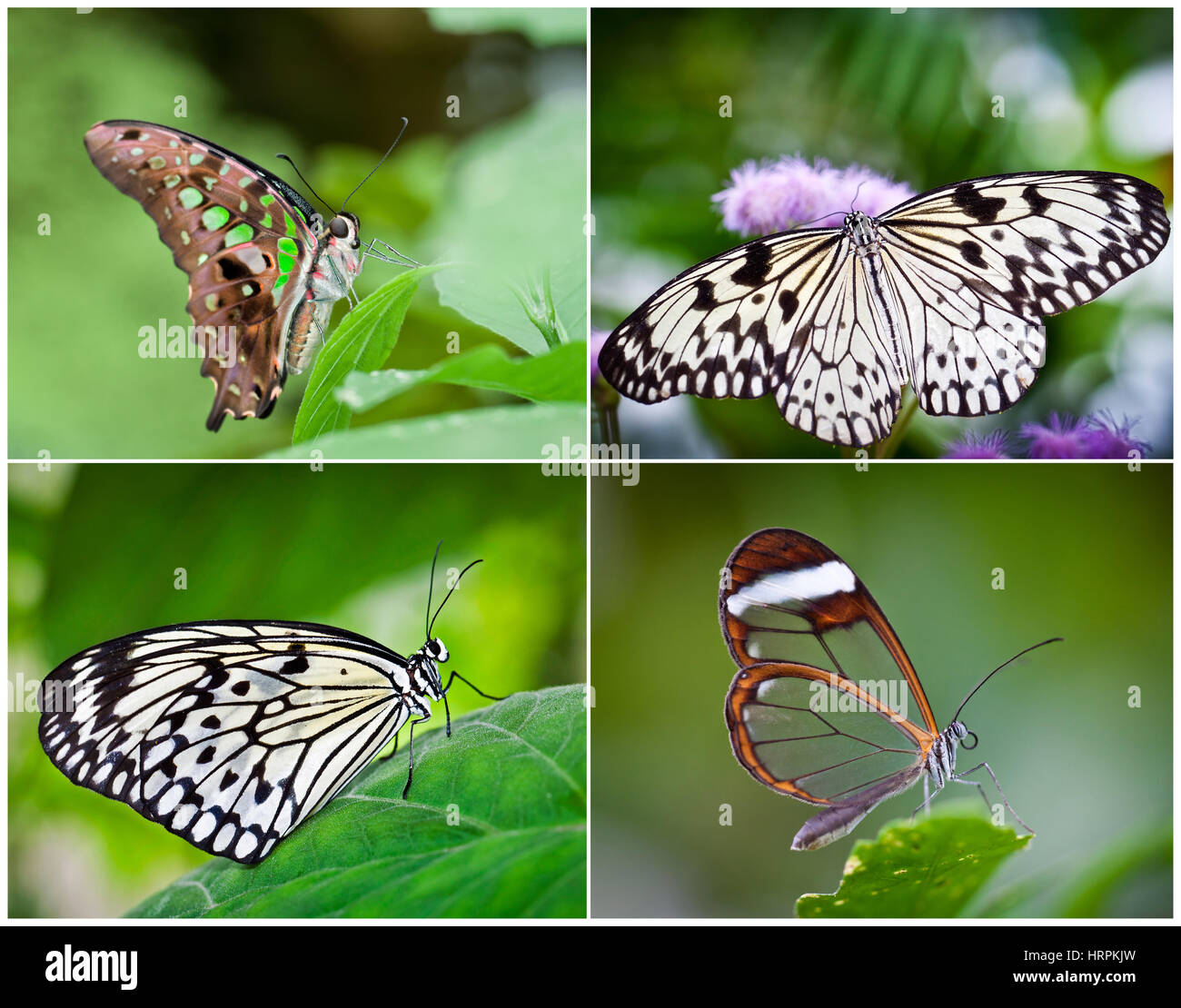 Collage with Four Butterfly Images Stock Photo - Alamy
