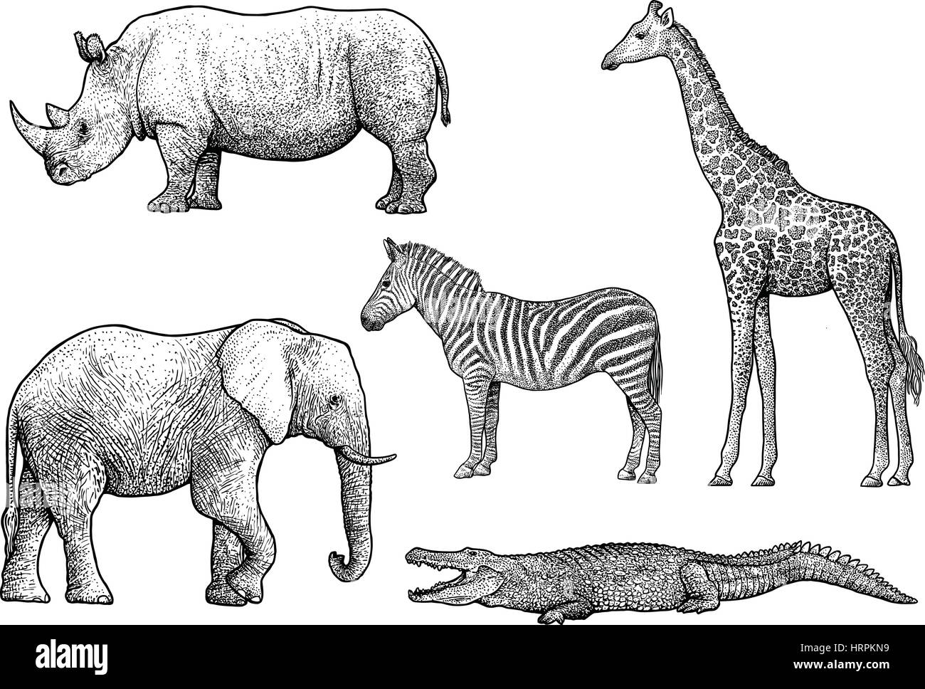African animals illustration, drawing, engraving, ink, line art, vector ...