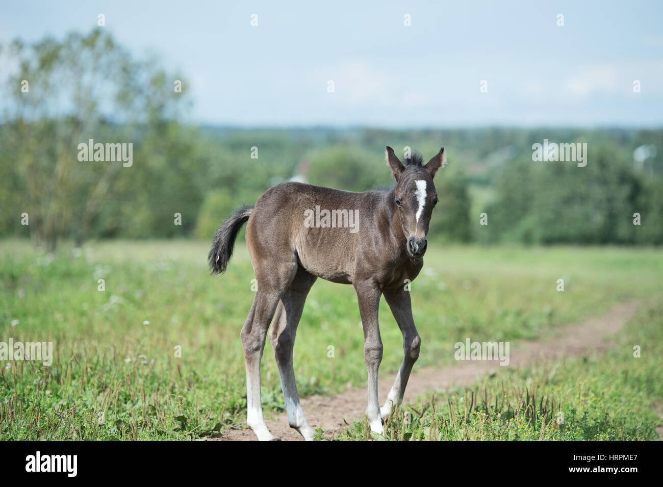 My little pony baby hi-res stock photography and images - Alamy