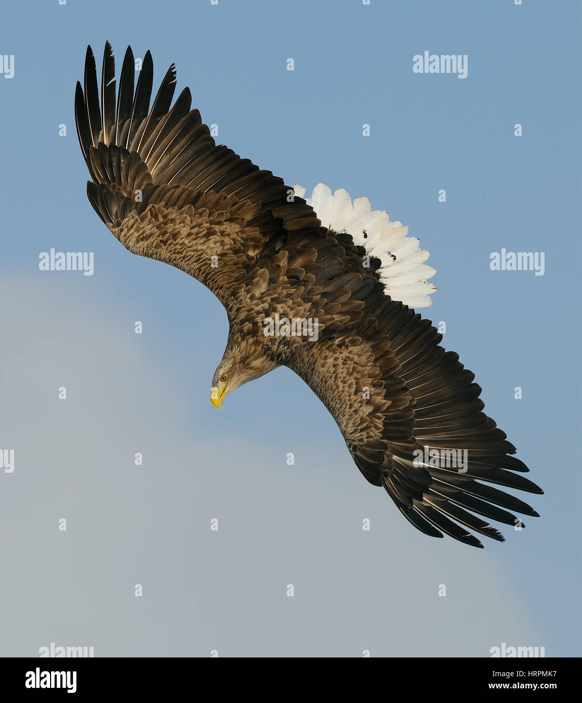 White-tailed aka Sea Eagle in flight with blue sky in the background ...