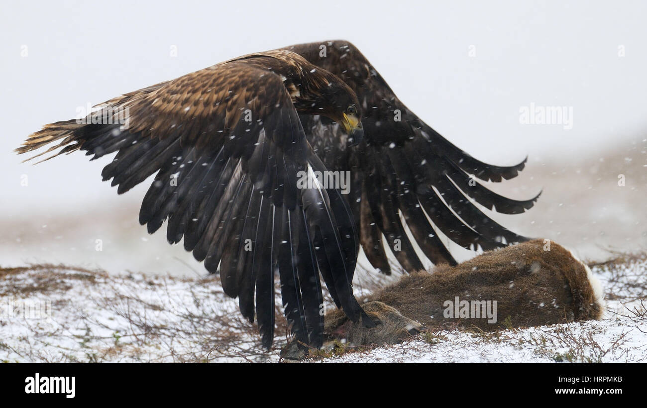 Juvenile White-tailed aka Sea Eagle covering up a roe deer which he has ...