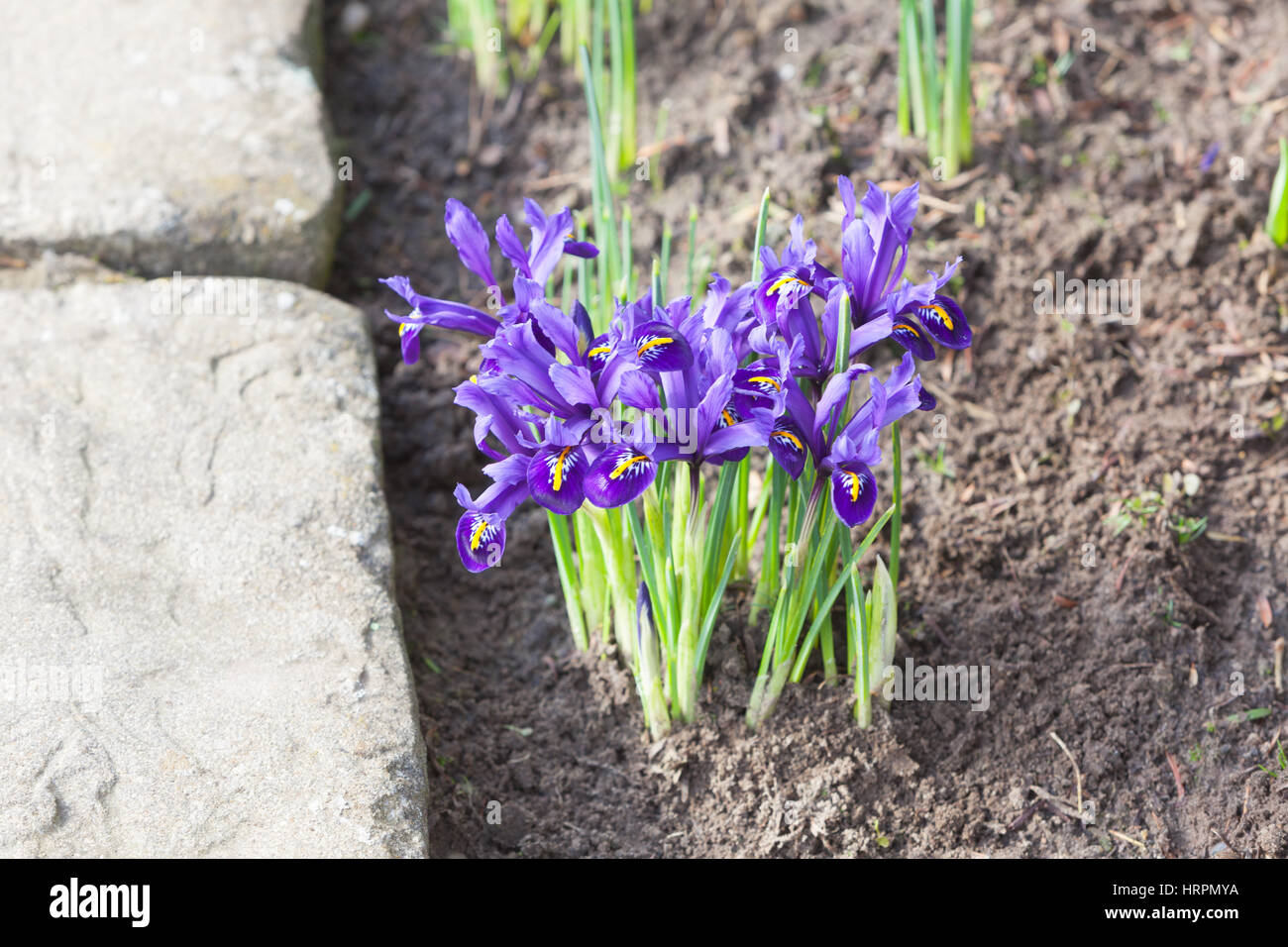 Iris reticulata harmony uk hi-res stock photography and images - Alamy