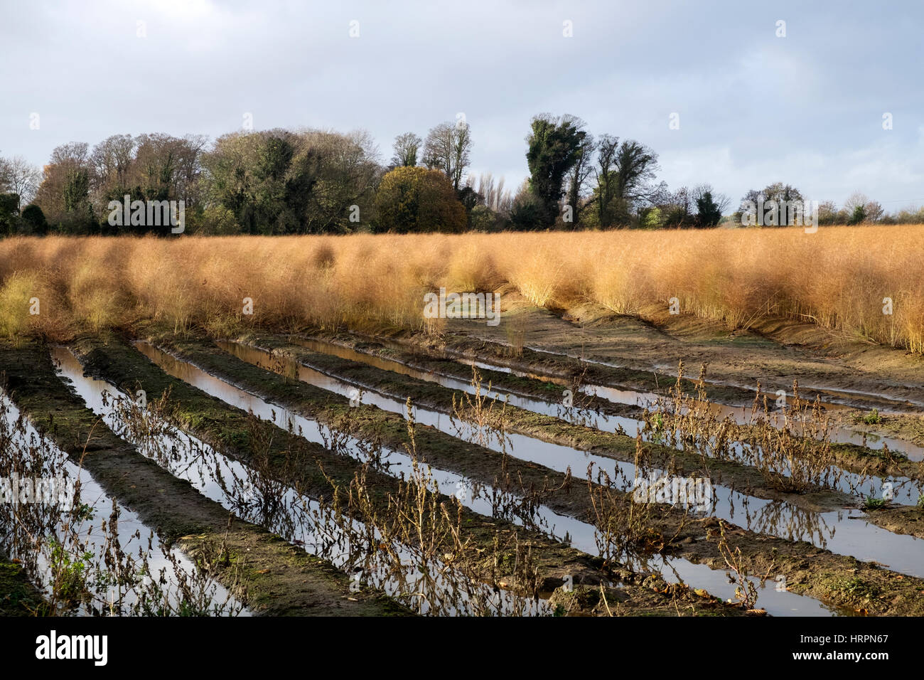 Asparagus crop gone to seed Stock Photo - Alamy