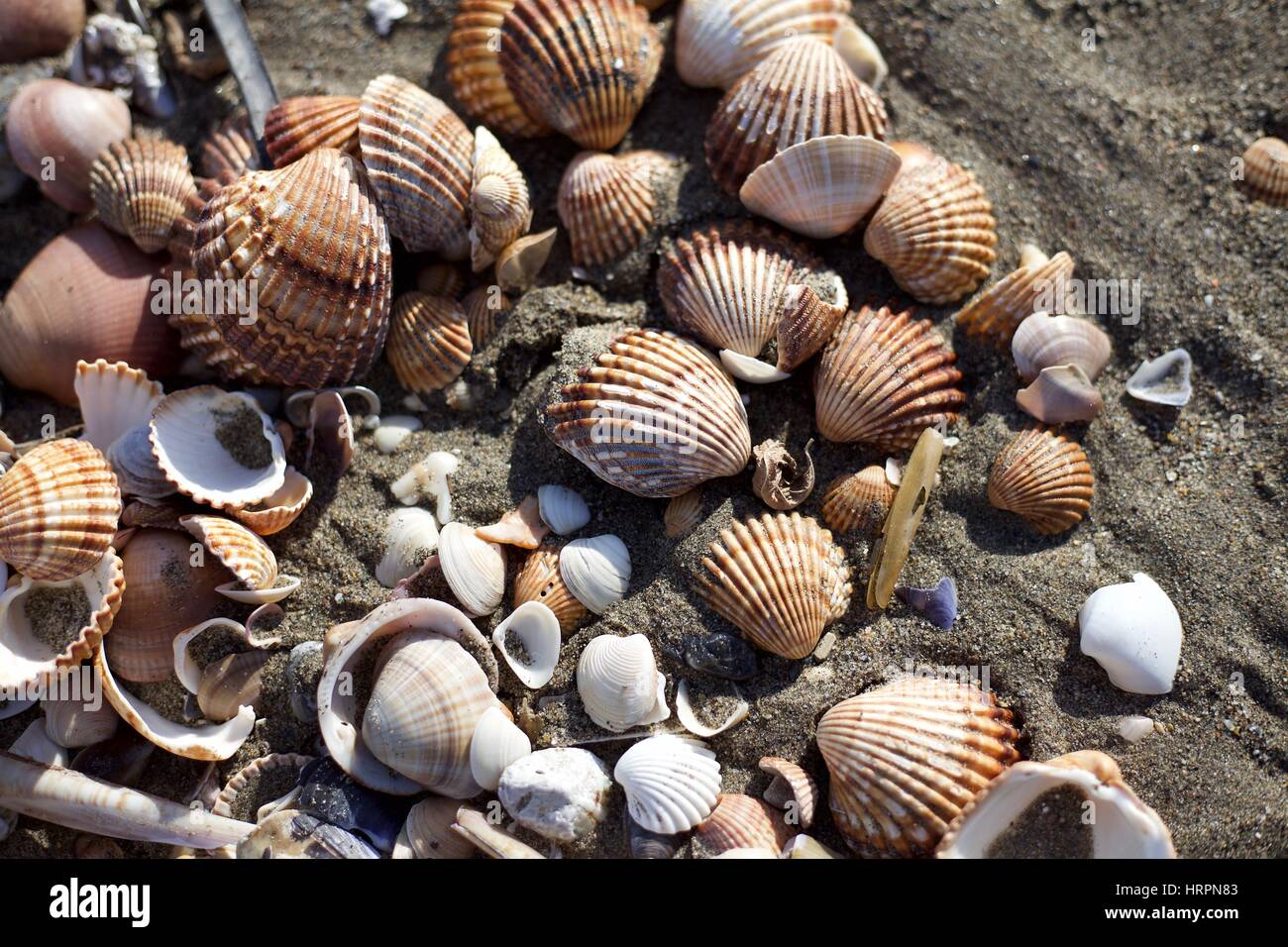 Seashell on a beach hi-res stock photography and images - Alamy