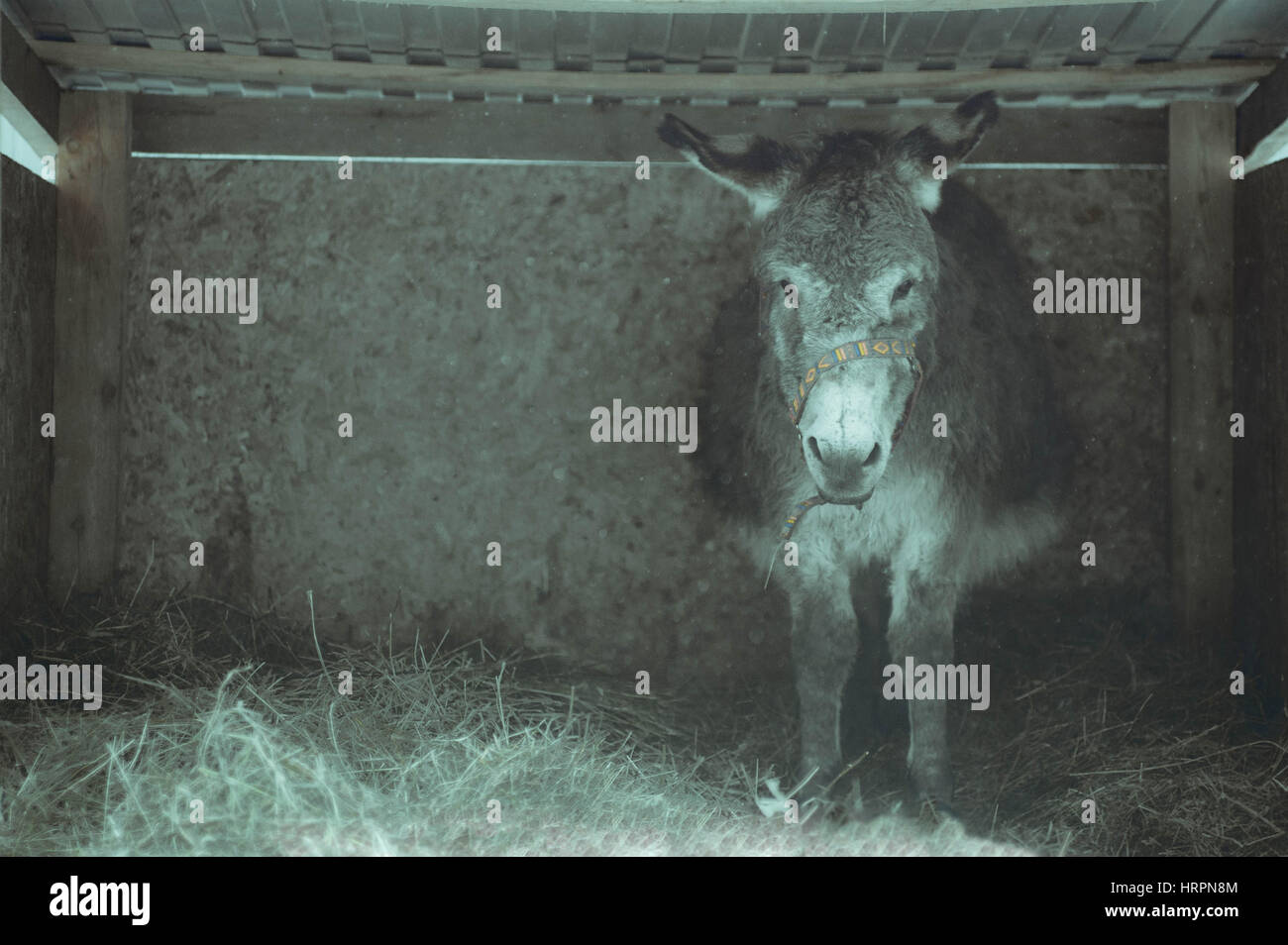 Sad looking donkey hi-res stock photography and images - Alamy