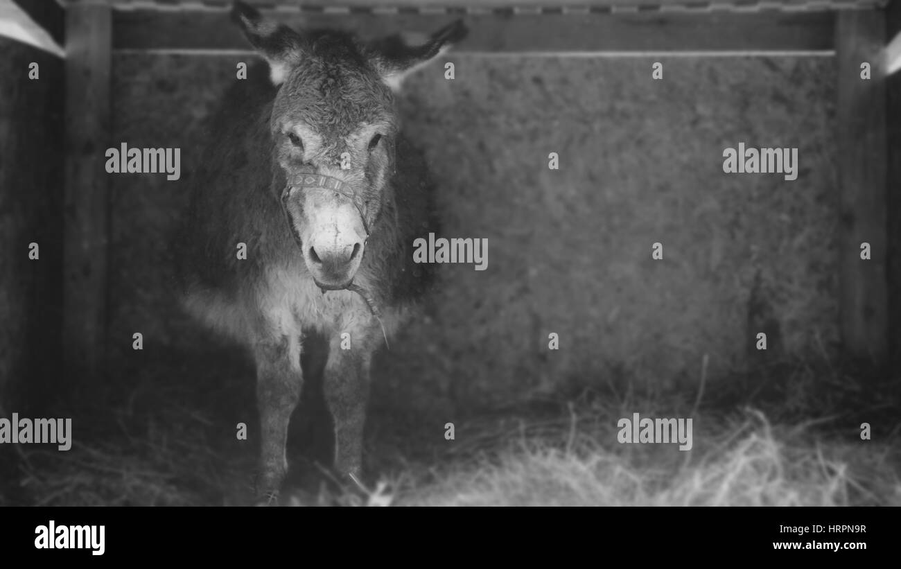 sad donkey stands alone in the stall Stock Photo - Alamy