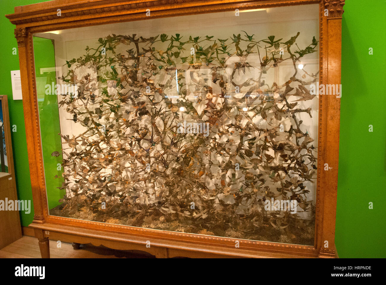 Hummingbird display case in The Natural History Museum, London Stock ...