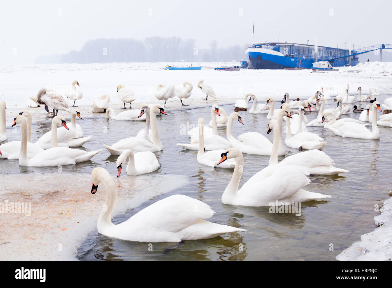 Swans family in winter season on frozen ice river Stock Photo - Alamy